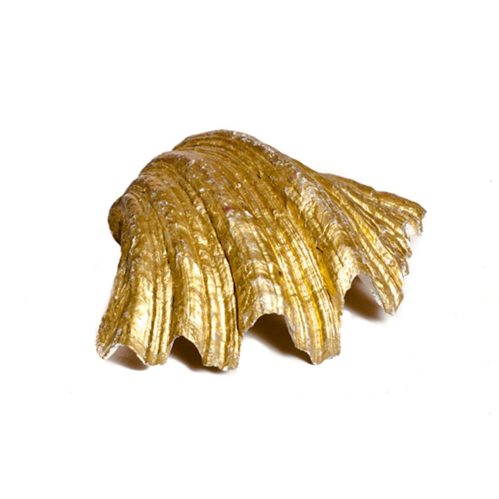 Golden Sea Shell