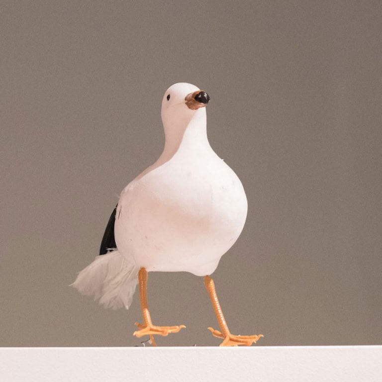 Seagull