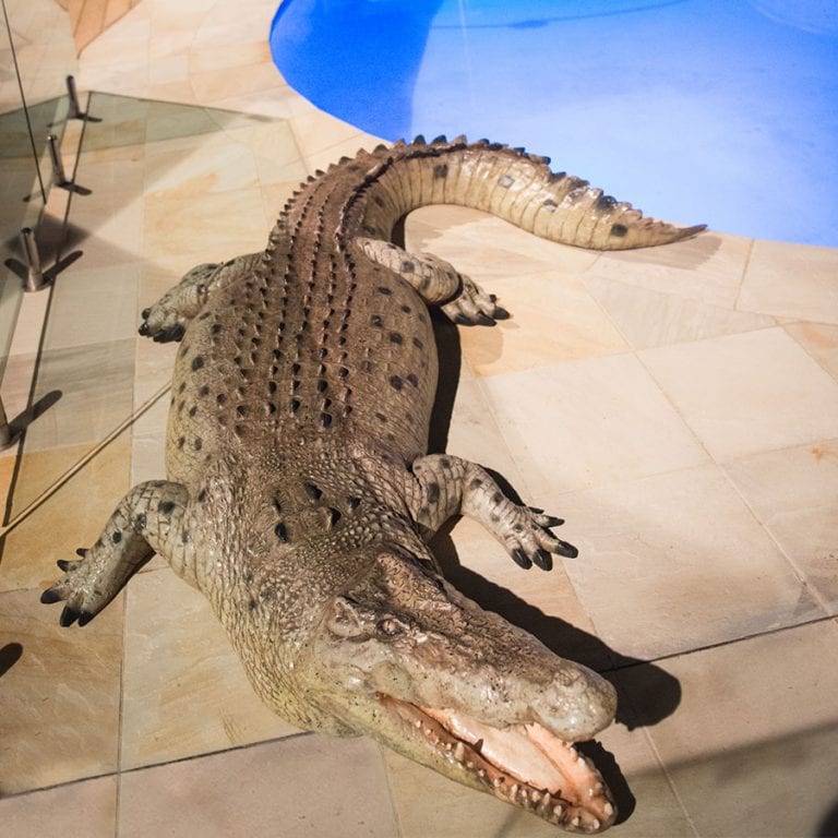 Life Size Crocodile